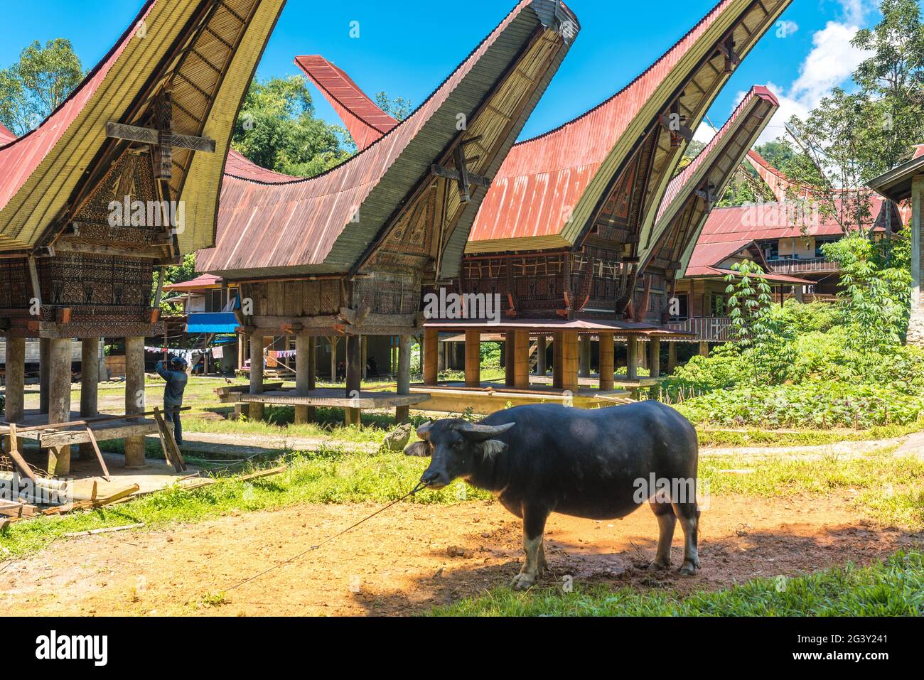 Tongkonan is the traditional ancestral house of the Torajan people ...