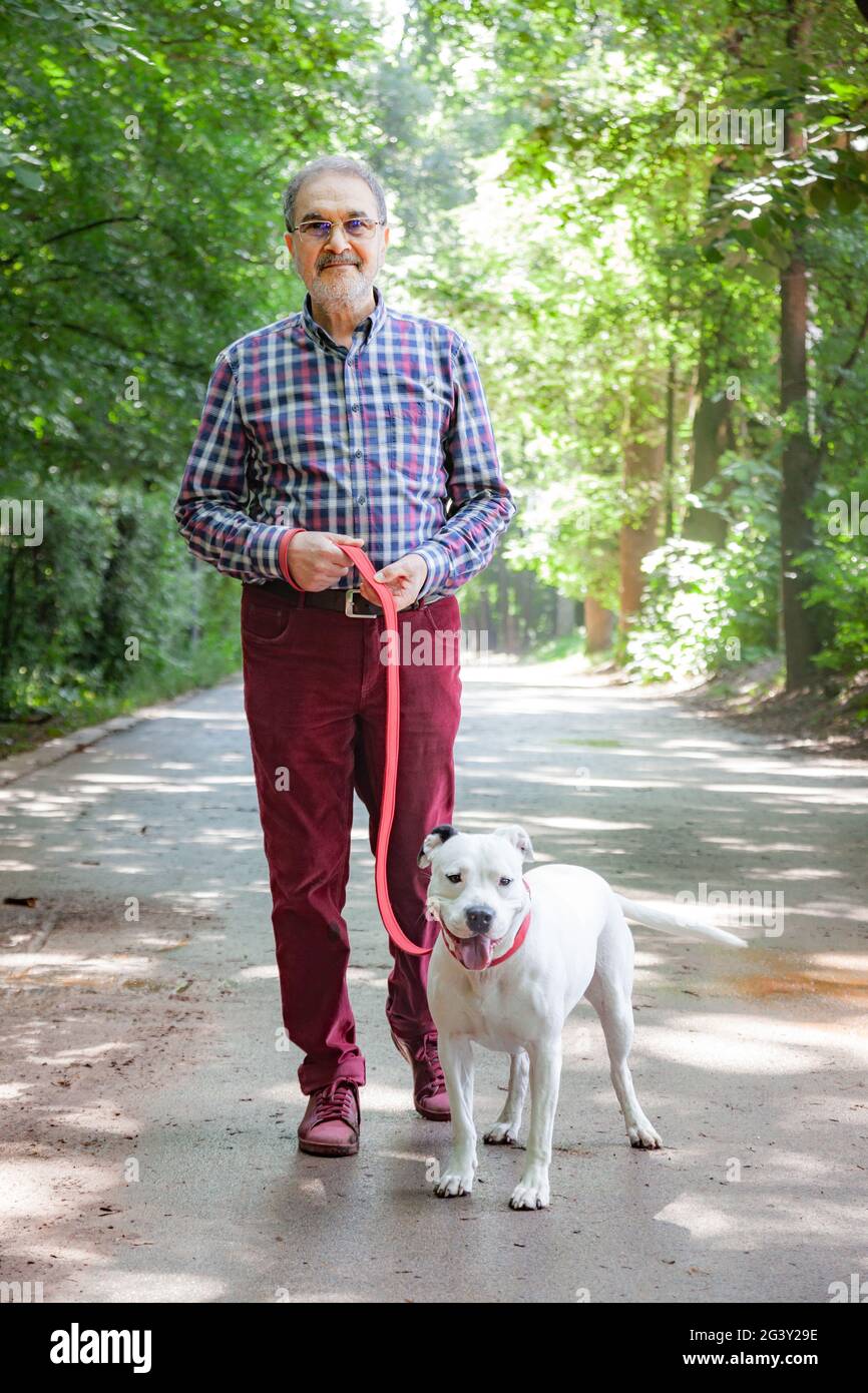 Elderly jewish man in his seventies is walking a white pitbull terrier ...