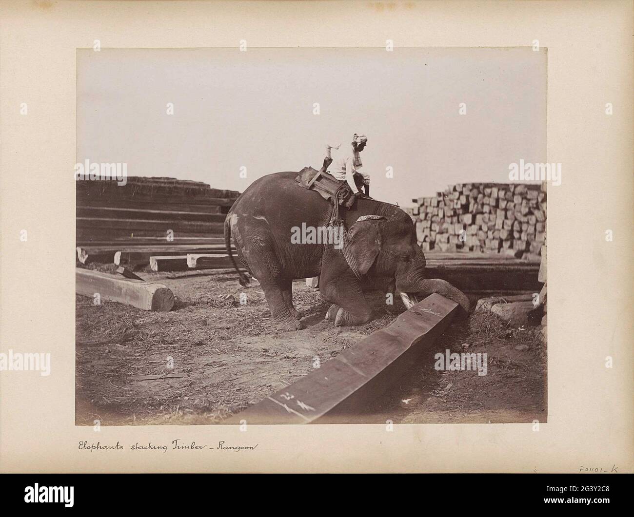 Elephant carrying wood log hi-res stock photography and images - Alamy