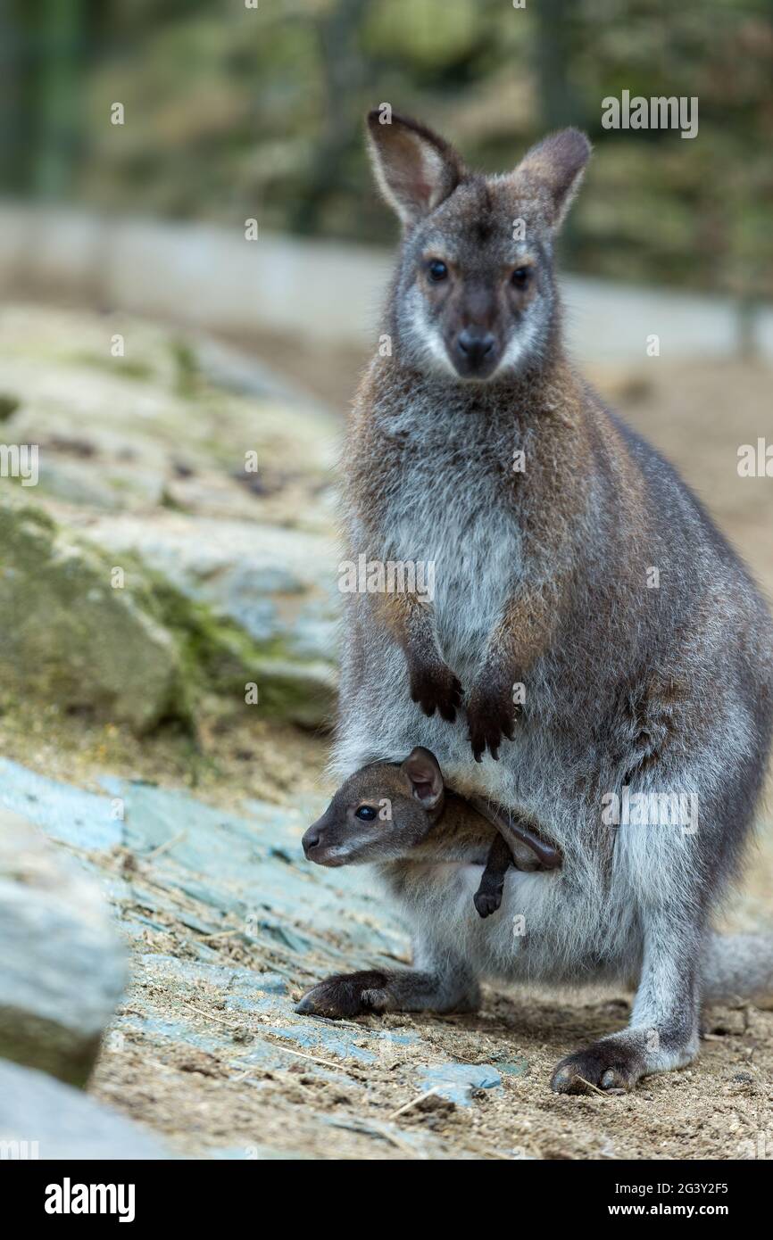 Closeup of a Red-necked Wallaby Stock Photo - Alamy