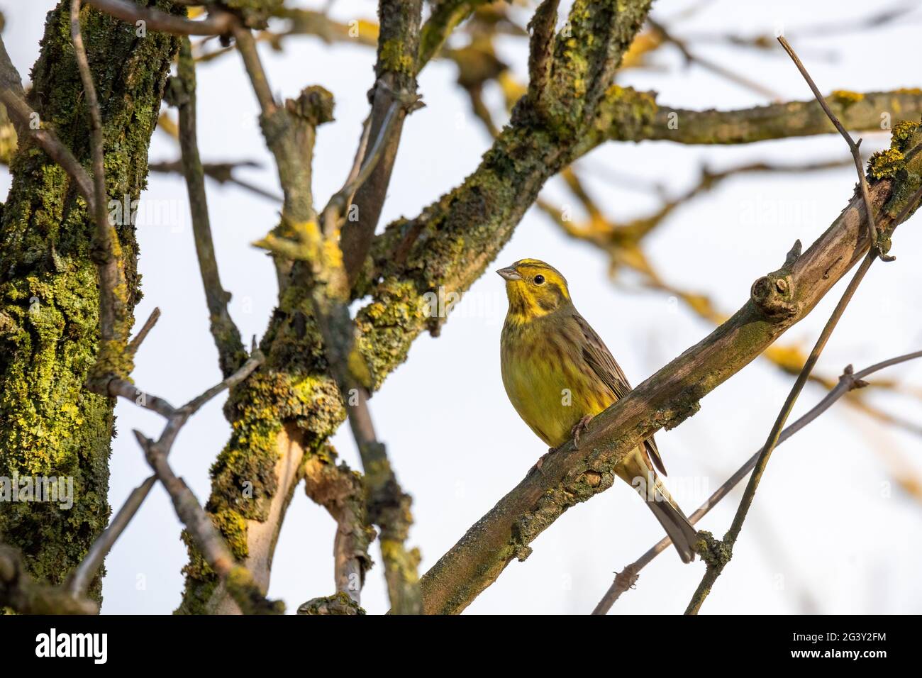 Bird yellowhammer, Europe wildlife Stock Photo - Alamy