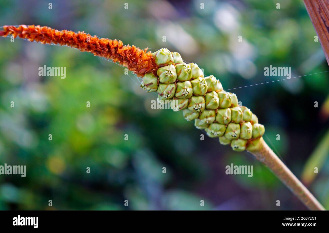 Seashore palm fruits (Allagoptera arenaria), Rio de Janeiro Stock Photo ...