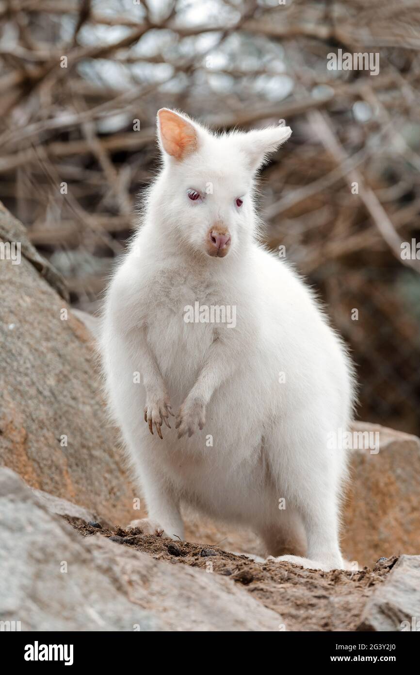 Red-necked Wallaby white albino female Stock Photo - Alamy