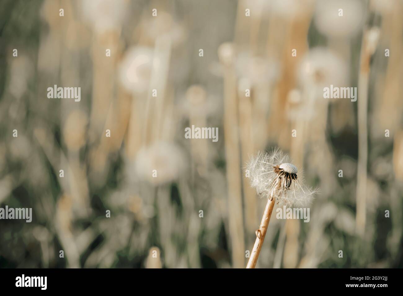 Beautiful spring flower dandelion in meadow Stock Photo - Alamy