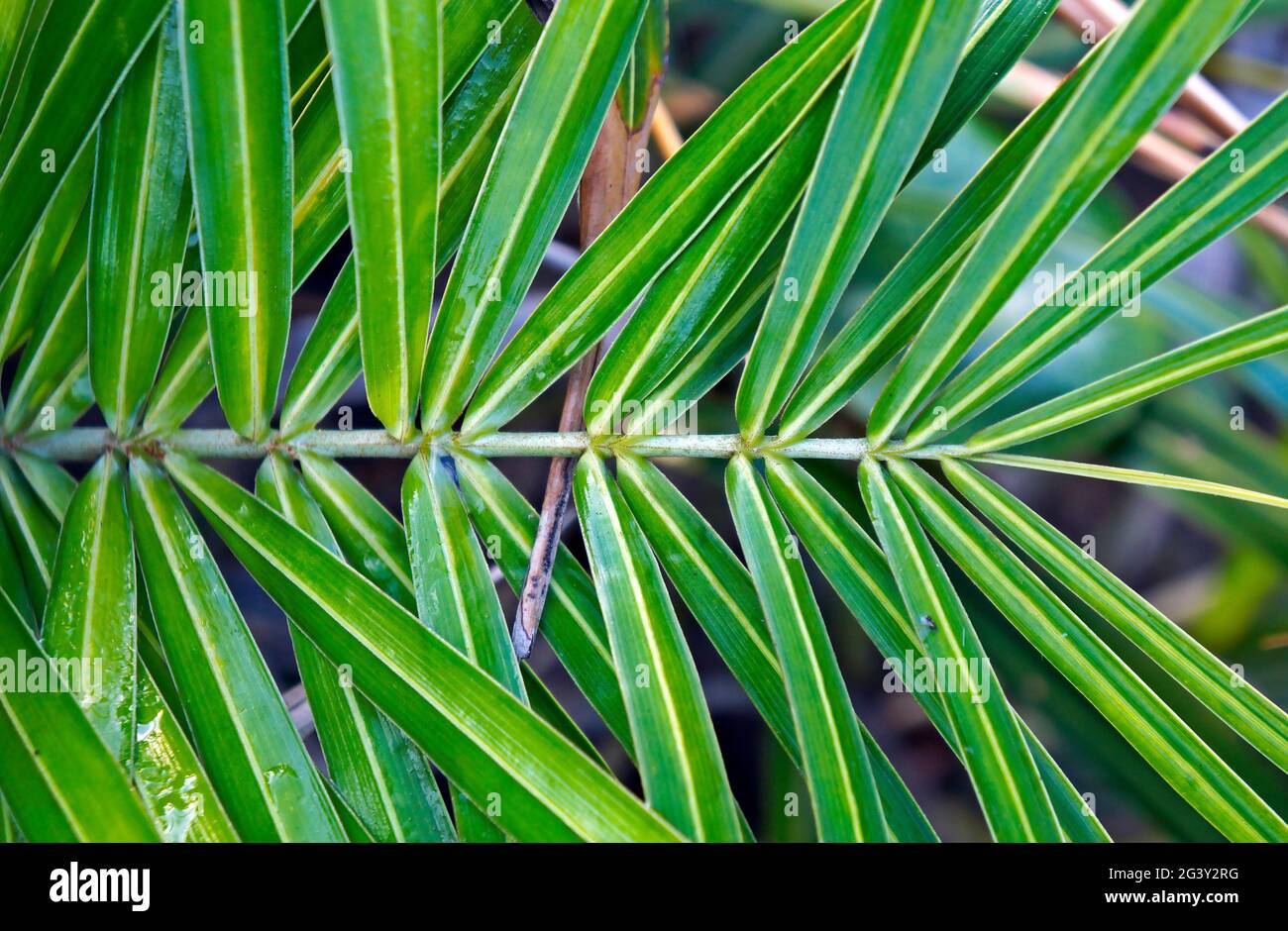 Seashore palm leaf (Allagoptera arenaria), Rio de Janeiro Stock Photo ...