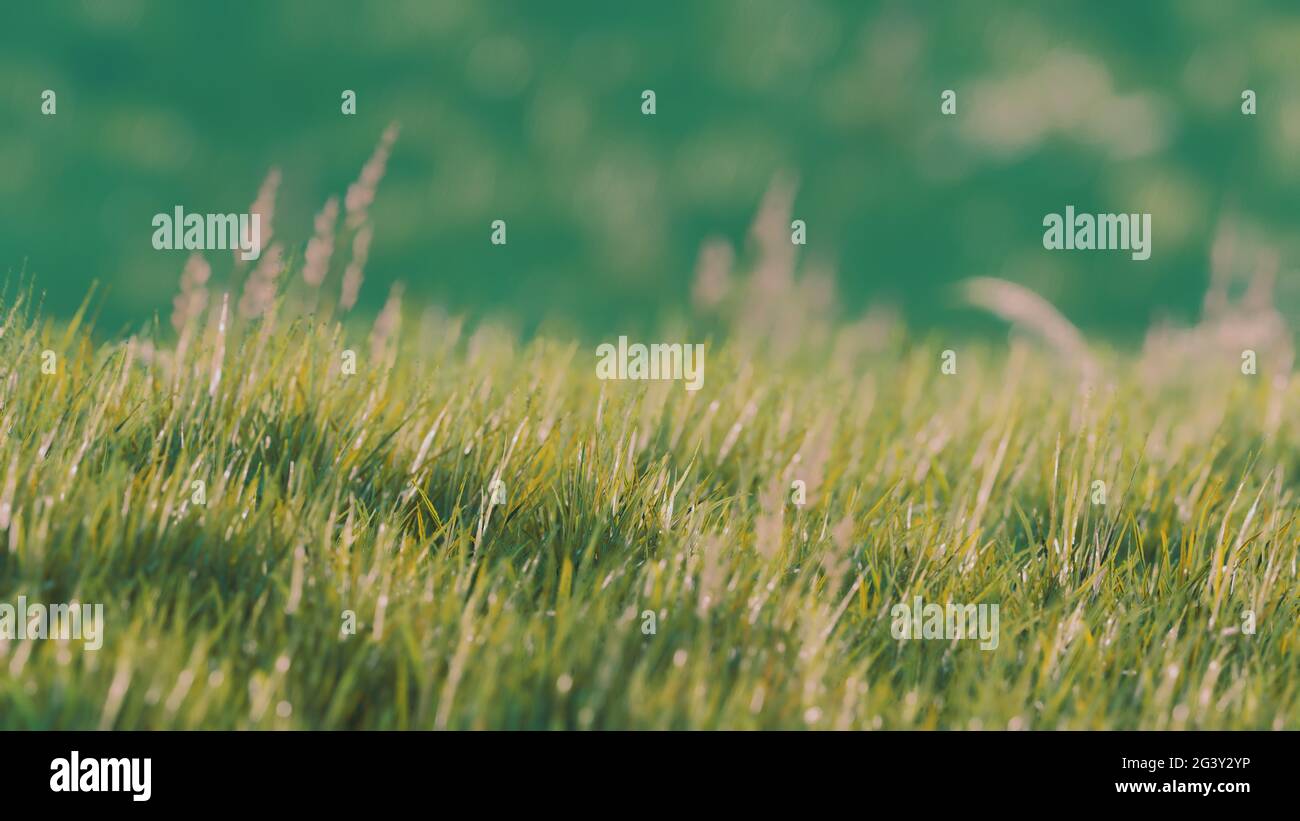 8K green grass field on hills background Stock Photo - Alamy
