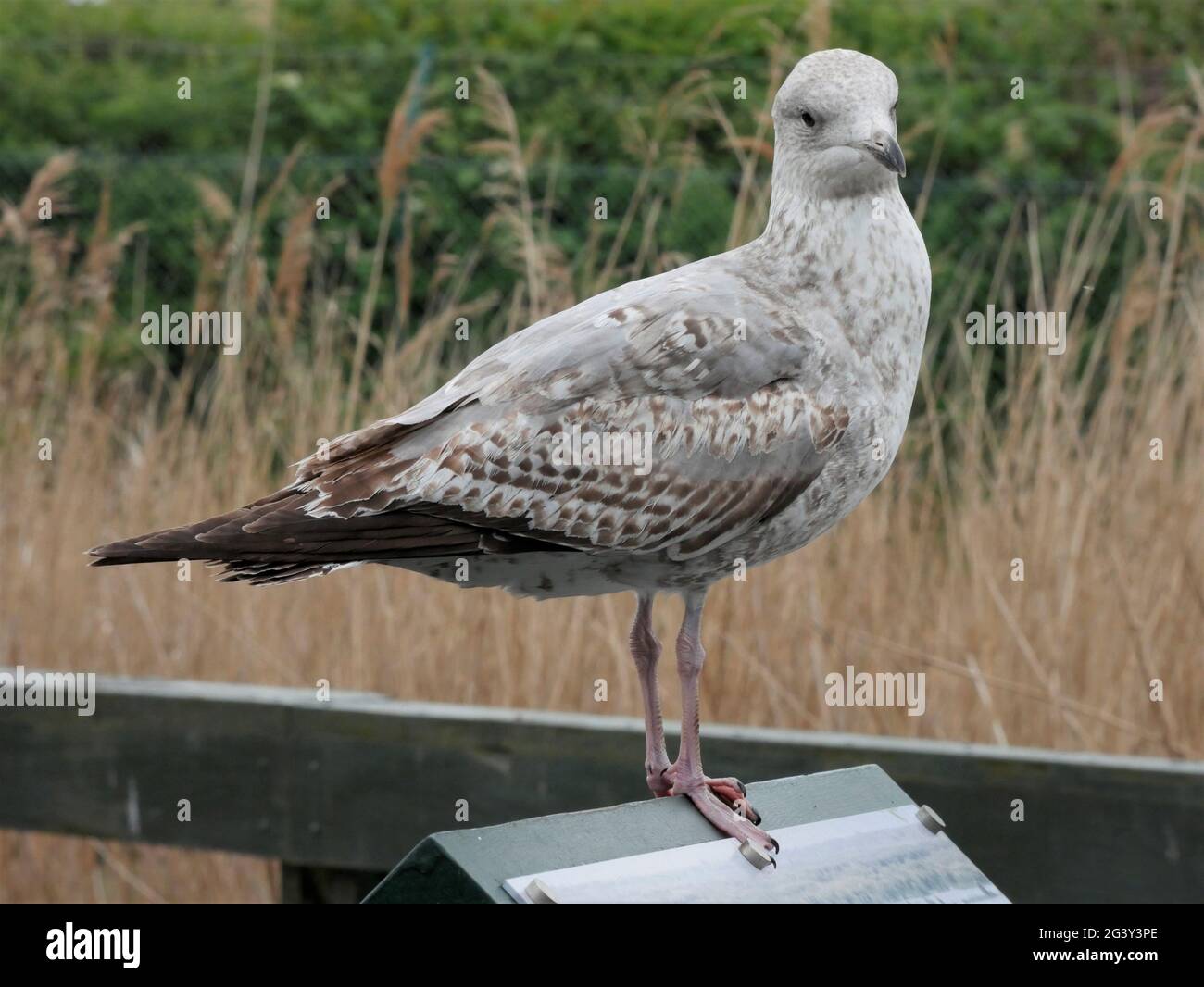 Juvenile seagull larus argentatus hi-res stock photography and images - Alamy