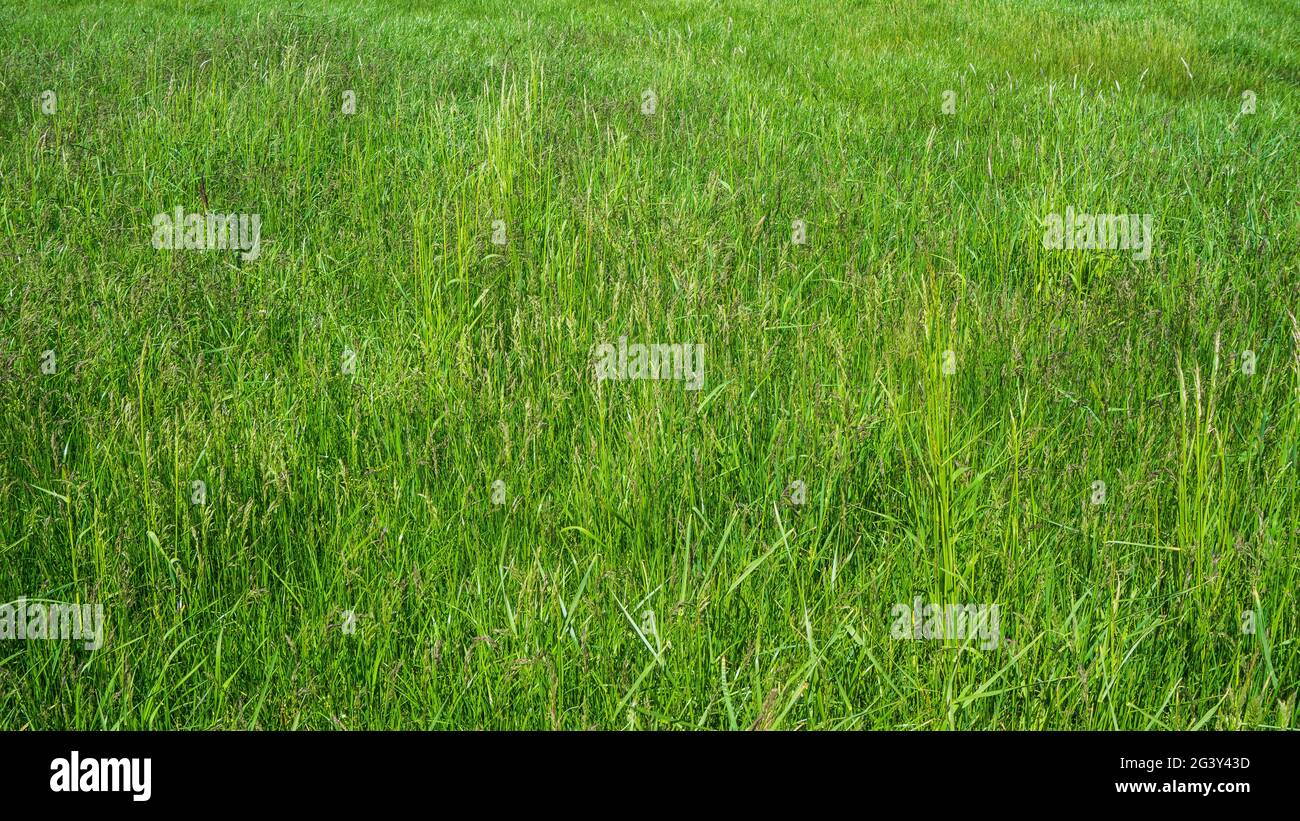 Stalks of green grass hi-res stock photography and images - Alamy