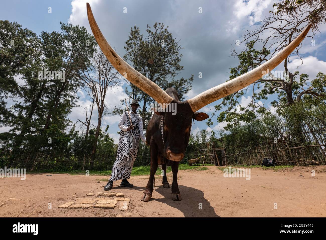 Low view of Inyambo (sacred) cow with huge horns and guardian in the ...