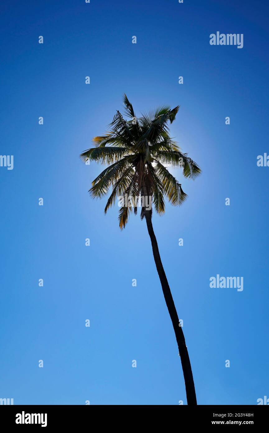 Tall tree sun hi-res stock photography and images - Alamy