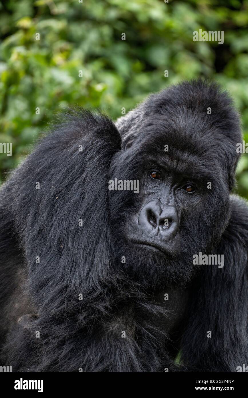 Silverback Guhonda is over 30 years old, two meters tall, weighs more ...
