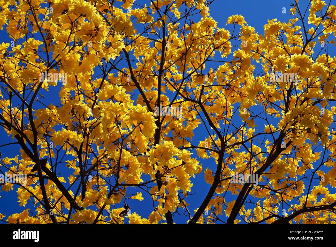 Golden trumpet tree or Yellow ipe tree (Handroanthus chrysotrichus ...