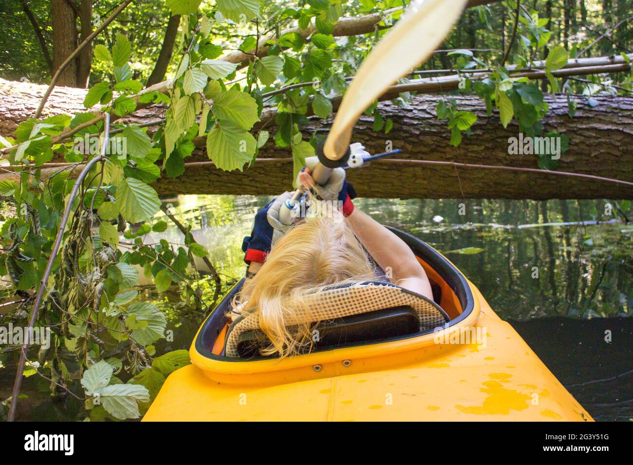 Paddler in kayak in front of fallen tree, Germany, Brandenburg ...