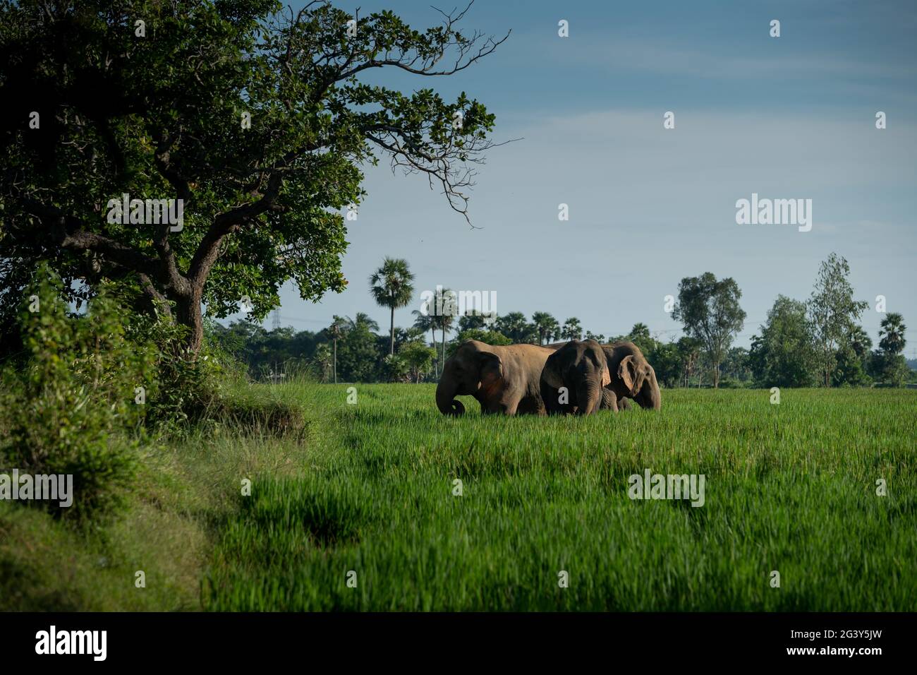 Wild elephants in beautiful background Stock Photo - Alamy