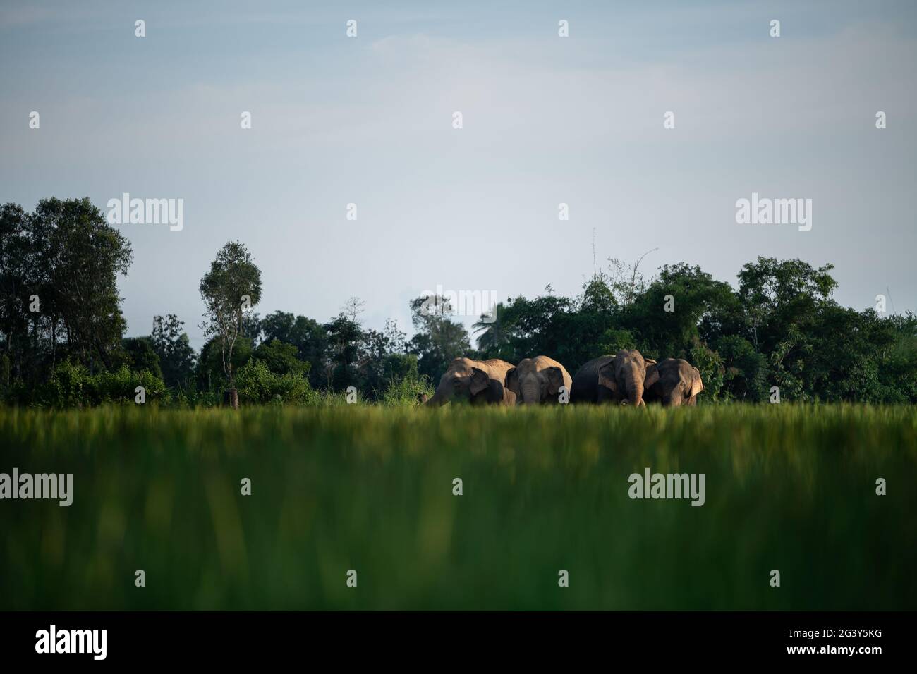 Wild elephants in beautiful background Stock Photo - Alamy
