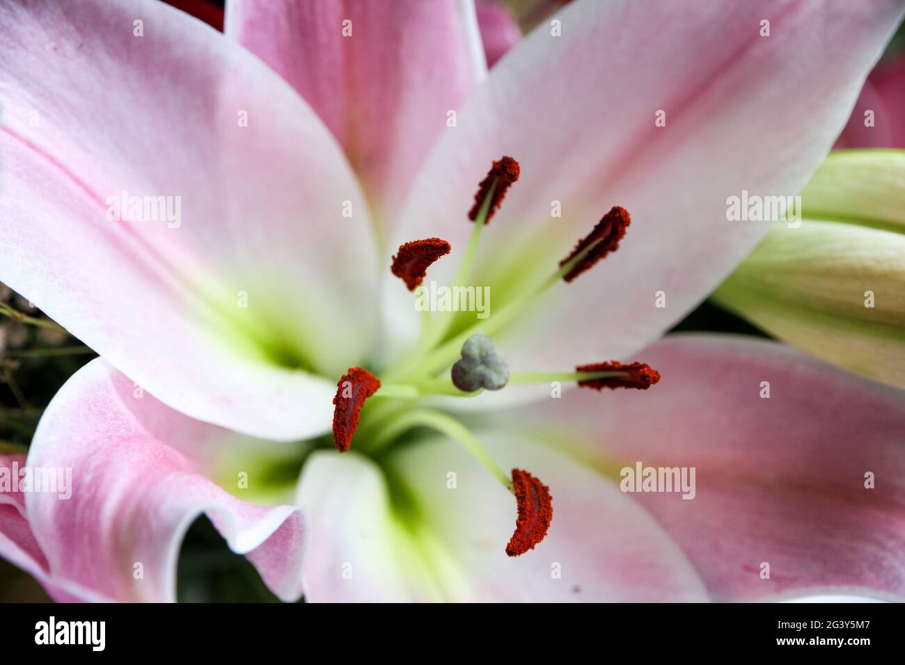 Lilly bud macro hi-res stock photography and images - Alamy