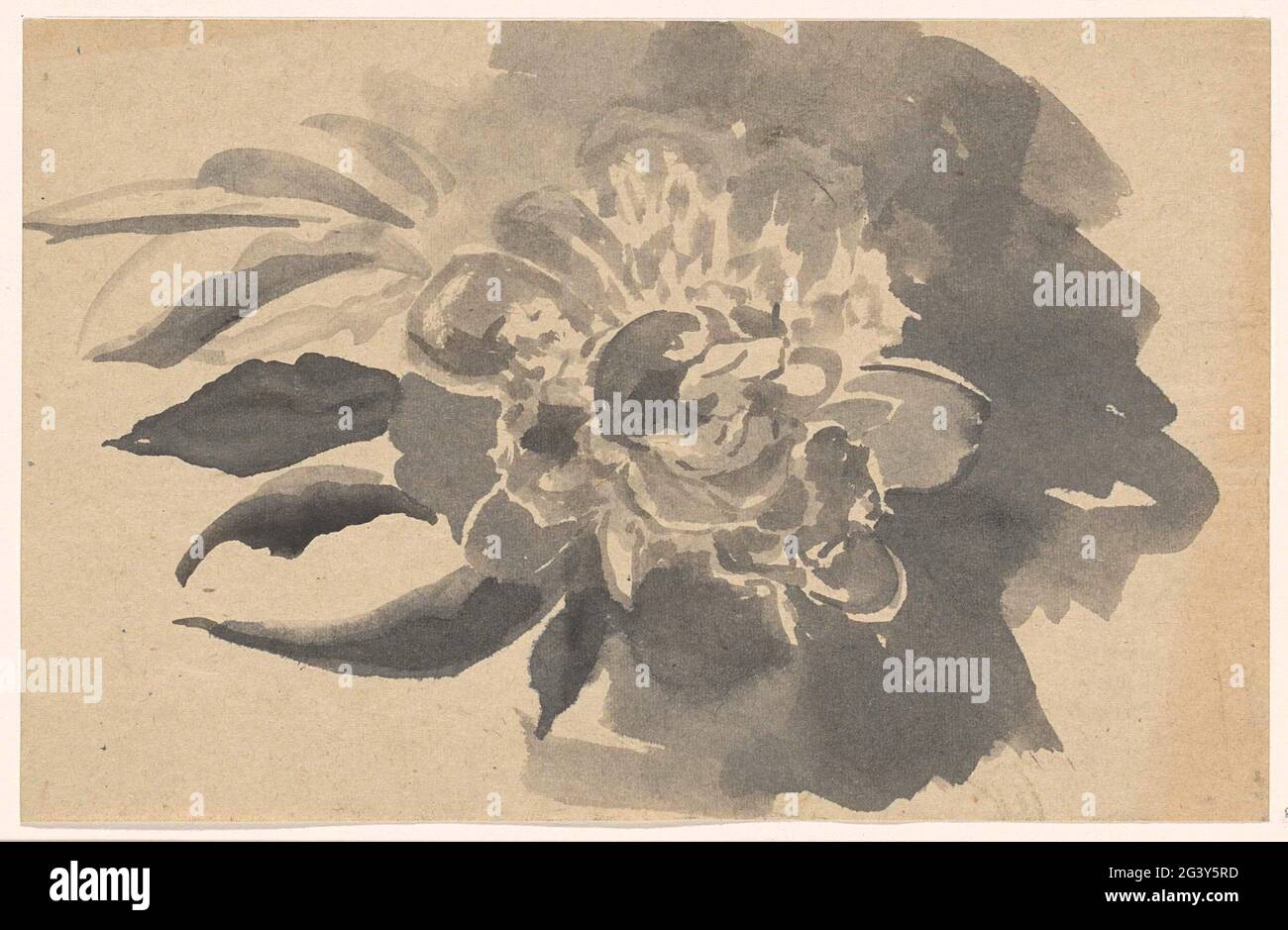 Flower study Stock Photo - Alamy
