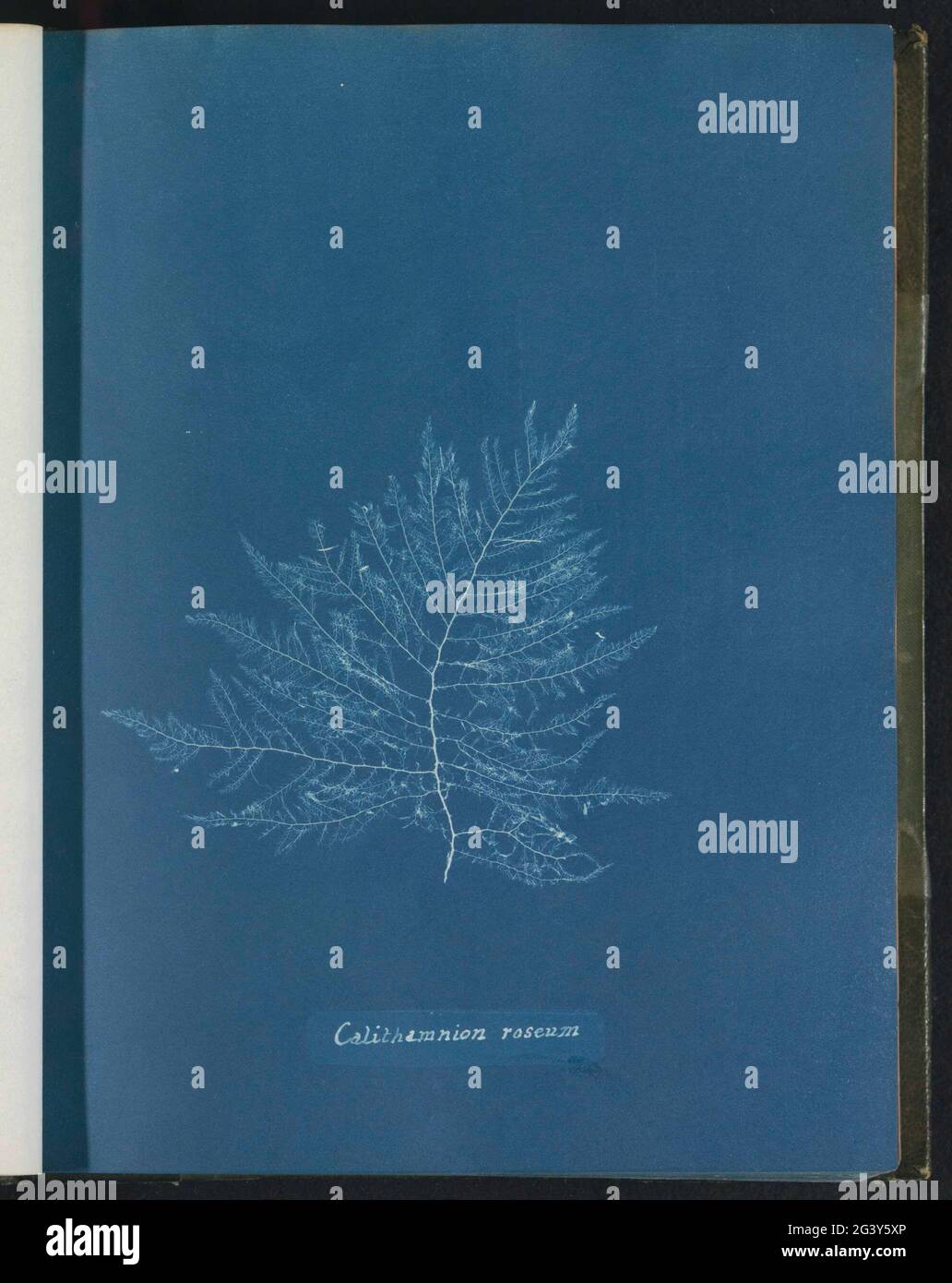 Calithamnion roseum hi-res stock photography and images - Alamy