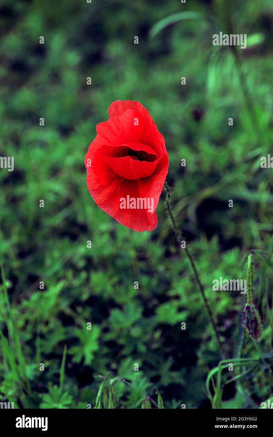 Single flower grass hi-res stock photography and images - Alamy