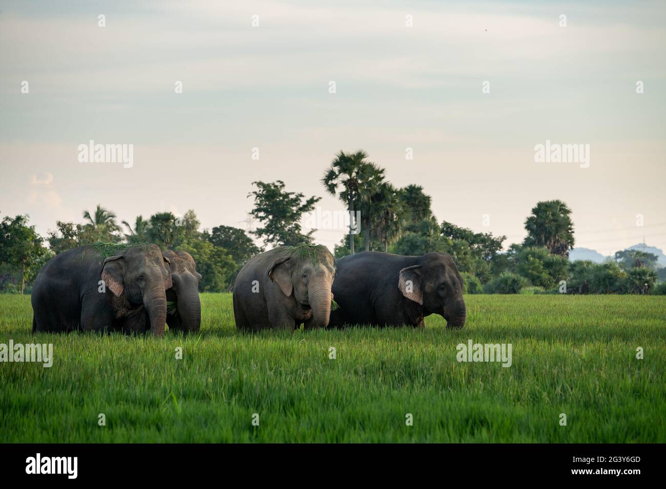 Wild elephants in beautiful background Stock Photo - Alamy