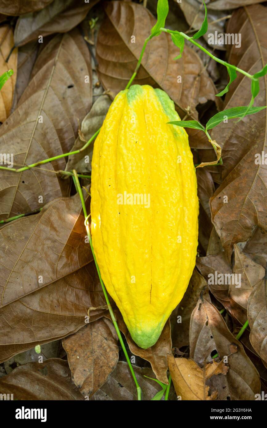 Closeup of fresh cocoa fruit for making chocolate on farm harvest in ...