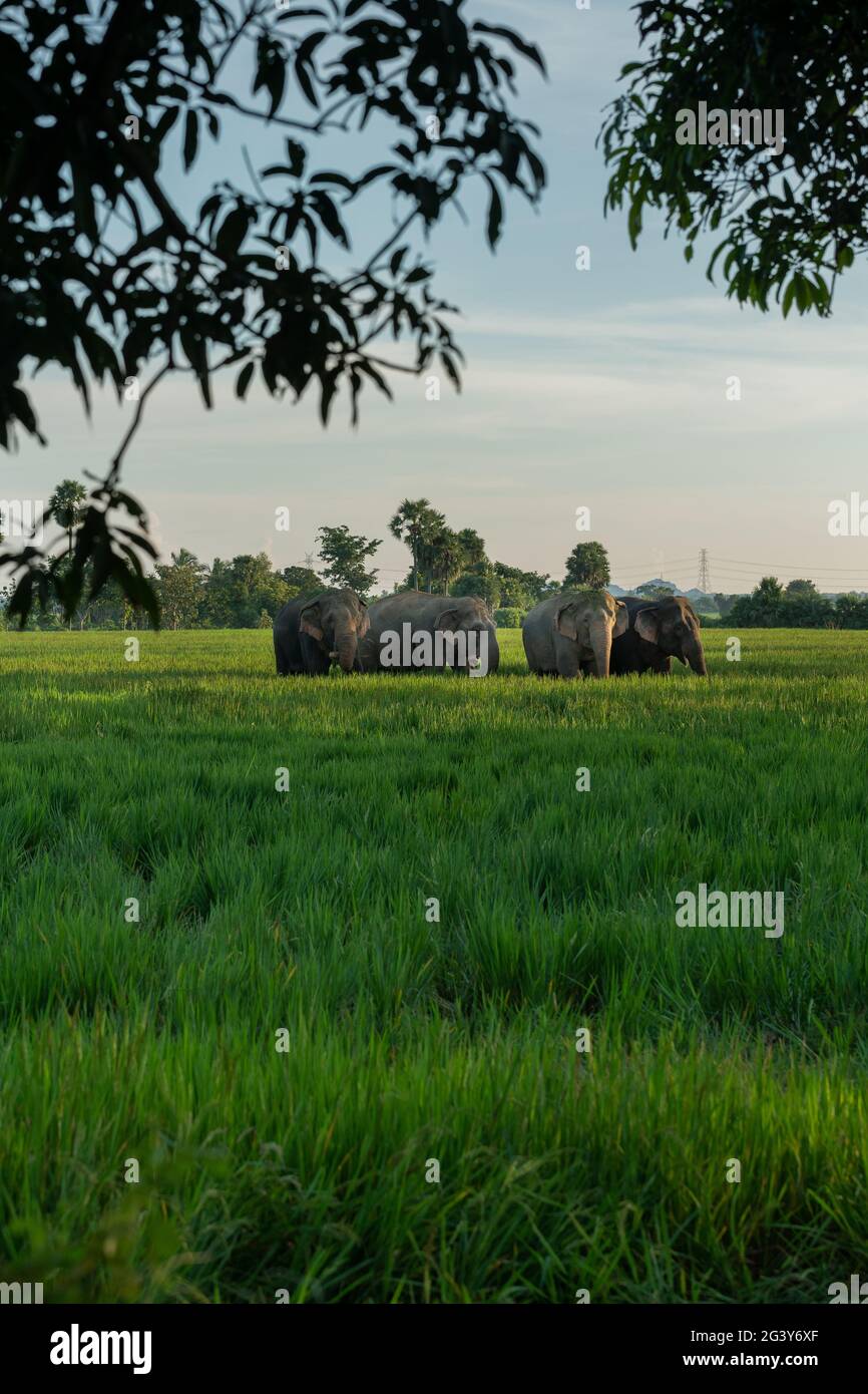 Wild elephants in beautiful background Stock Photo - Alamy