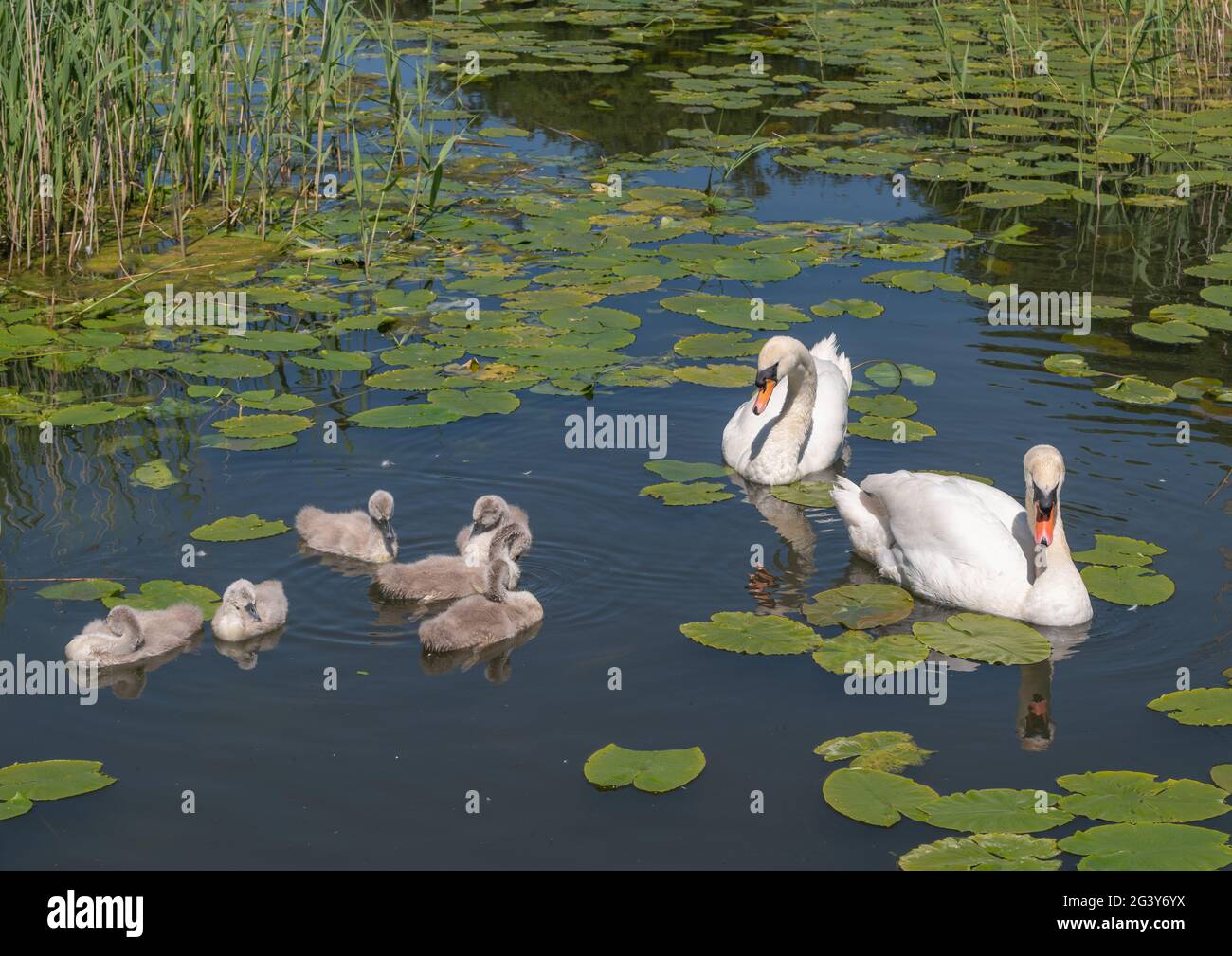 Family of swans with fluffy grey cygnets on a canal with green lilly ...