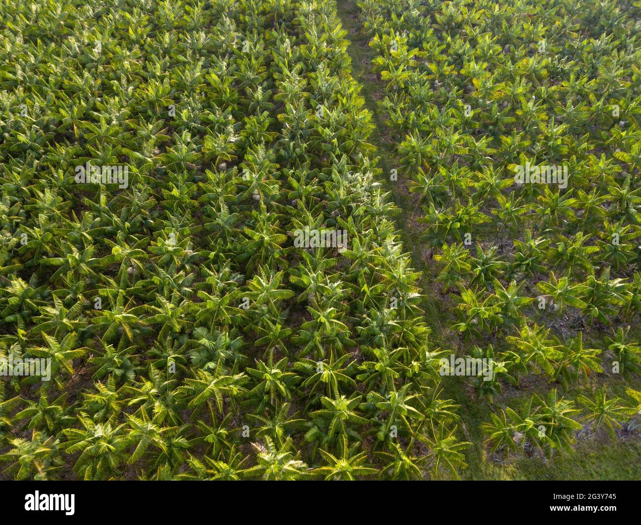 Acai berry tree hi-res stock photography and images - Alamy