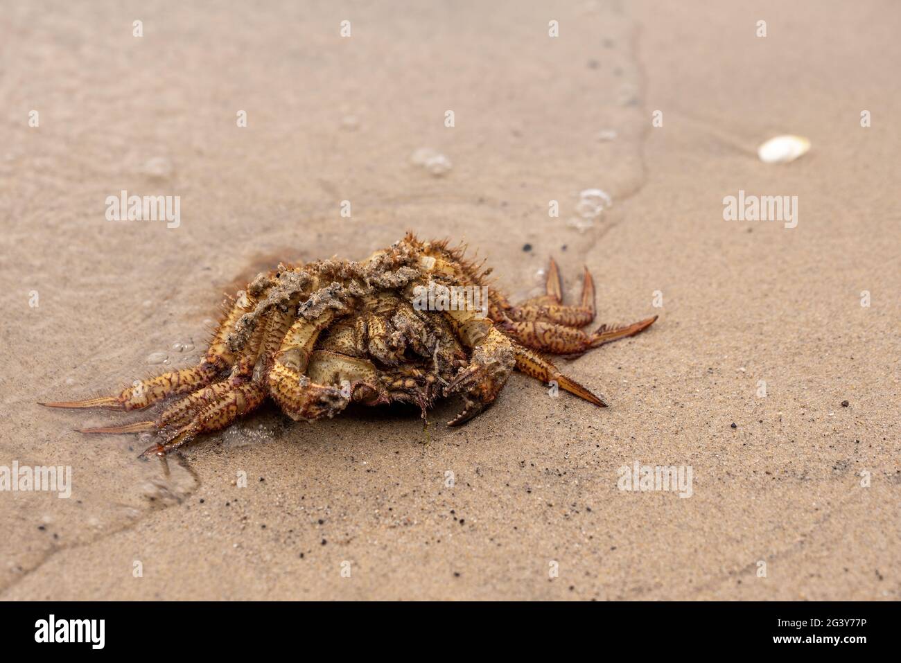 Dead clam hi-res stock photography and images - Alamy