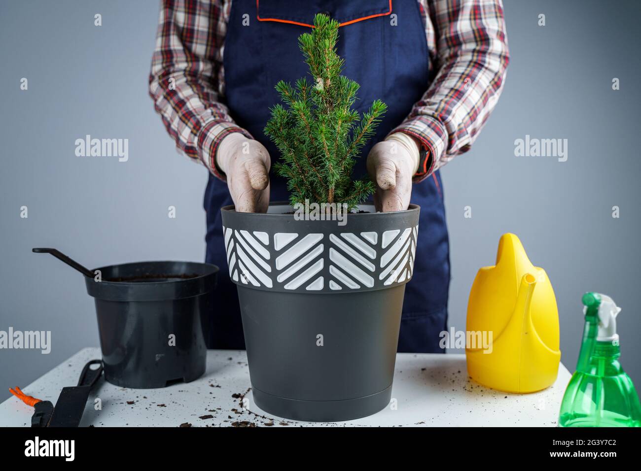 Gardening concept. Transplanting and seeding new plants fir-tree ...