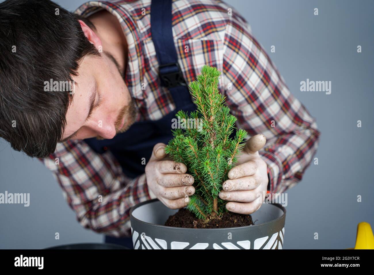 Transplant tree hi-res stock photography and images - Alamy