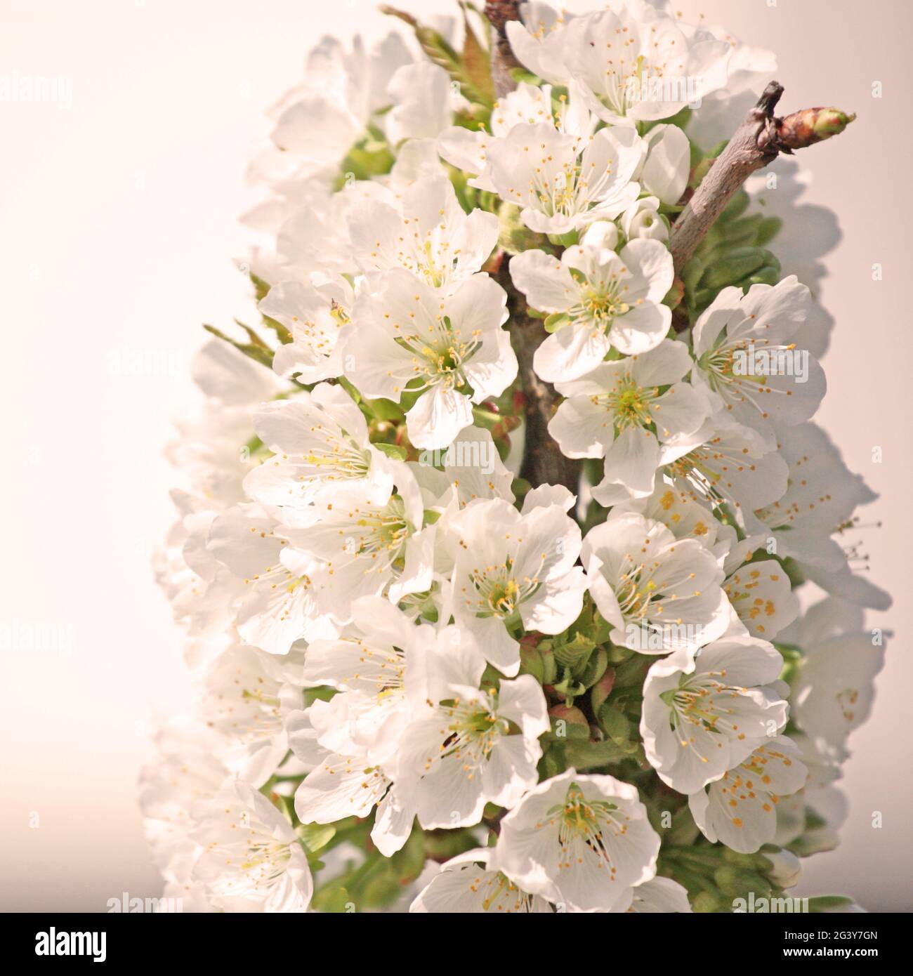 Spring background with cherry blossom trees Stock Photo - Alamy
