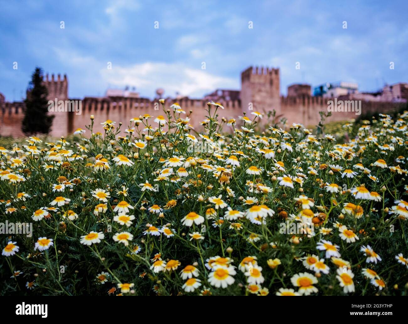 Flowers in front of the walls of the Old Medina of Fes, Fez-Meknes ...