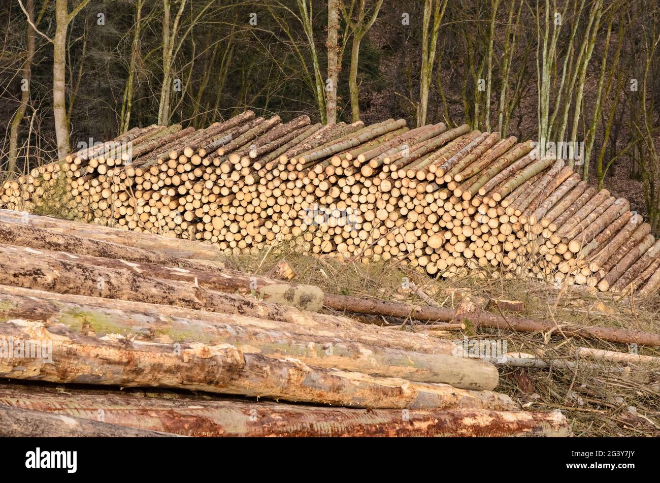 Stack of numbered felled trees at a lumberyard or logging site, log ...