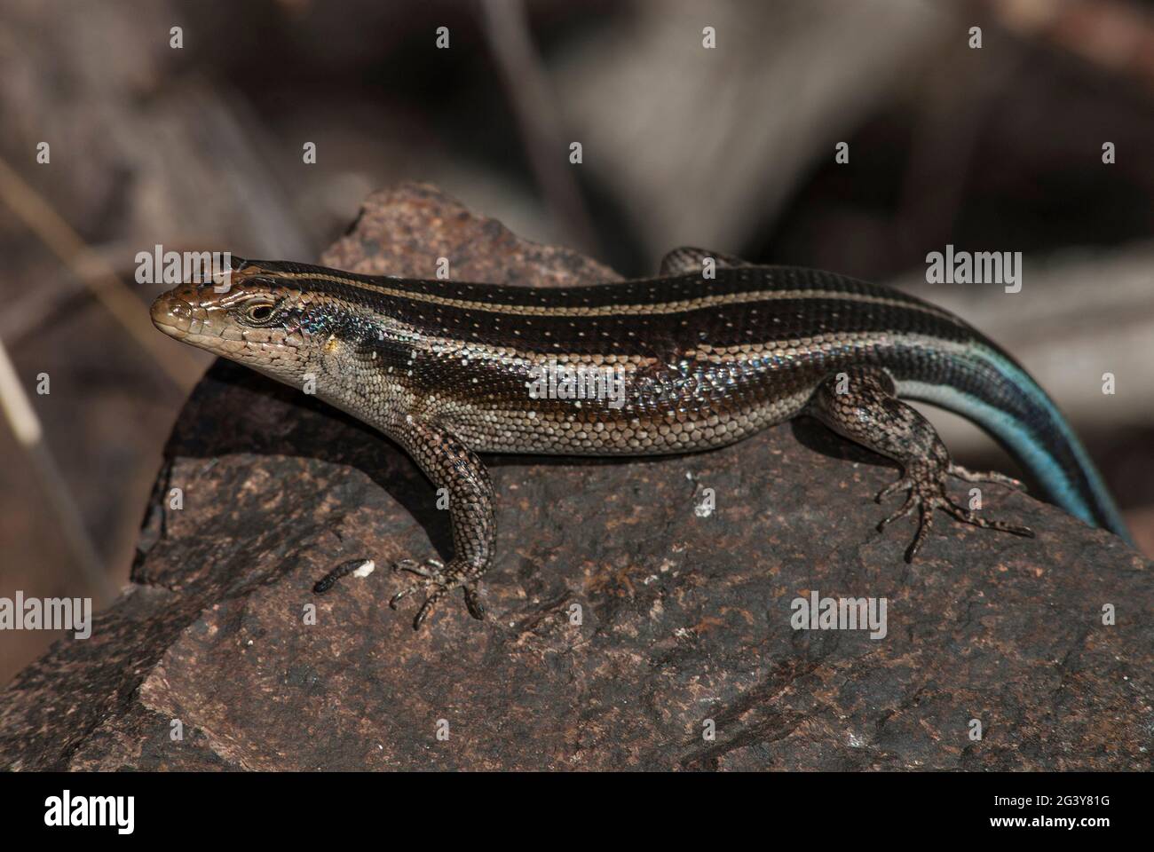 Dwarf Plated Lizard, Gerrhosaurus subtessellatus, South Africa Stock ...