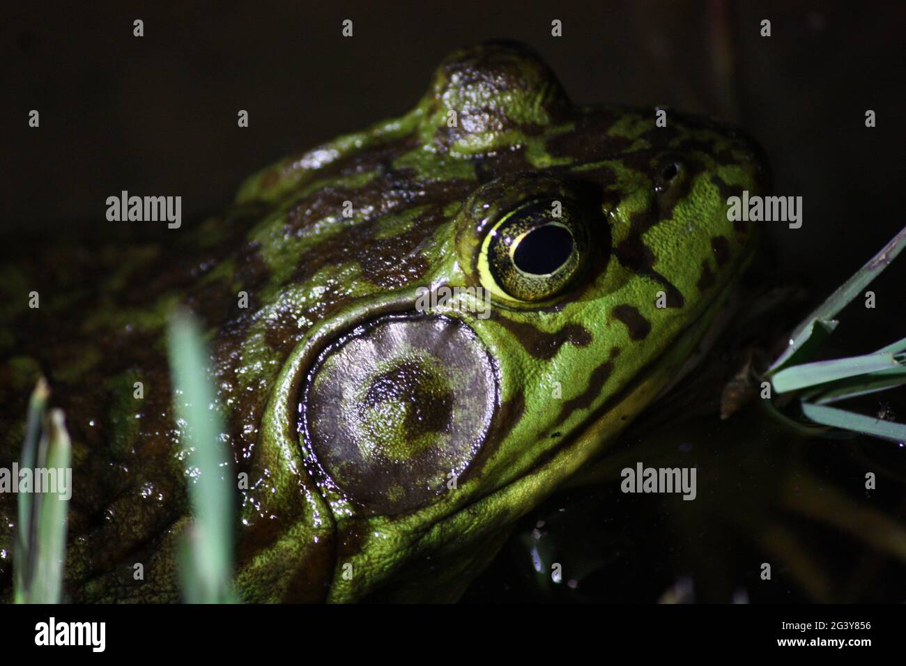 Tympanum closeup hi-res stock photography and images - Alamy