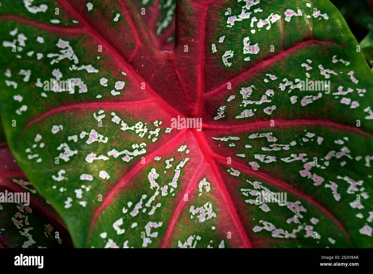 Caladium bicolor hi-res stock photography and images - Alamy