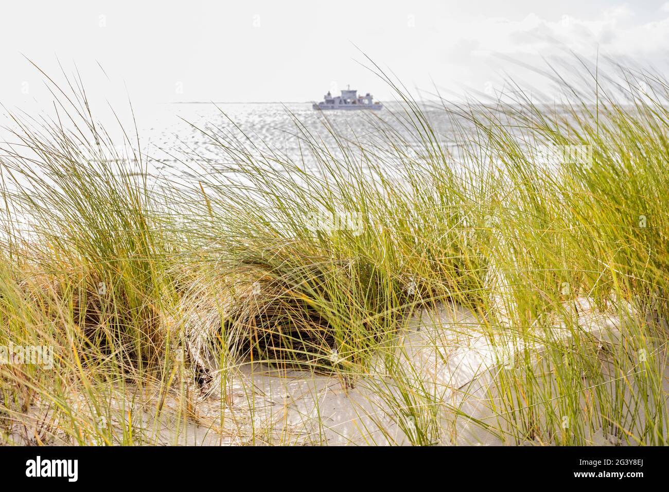 Ferry behind the dune, sand oat (Ammorphila), dune grass, North Sea ...