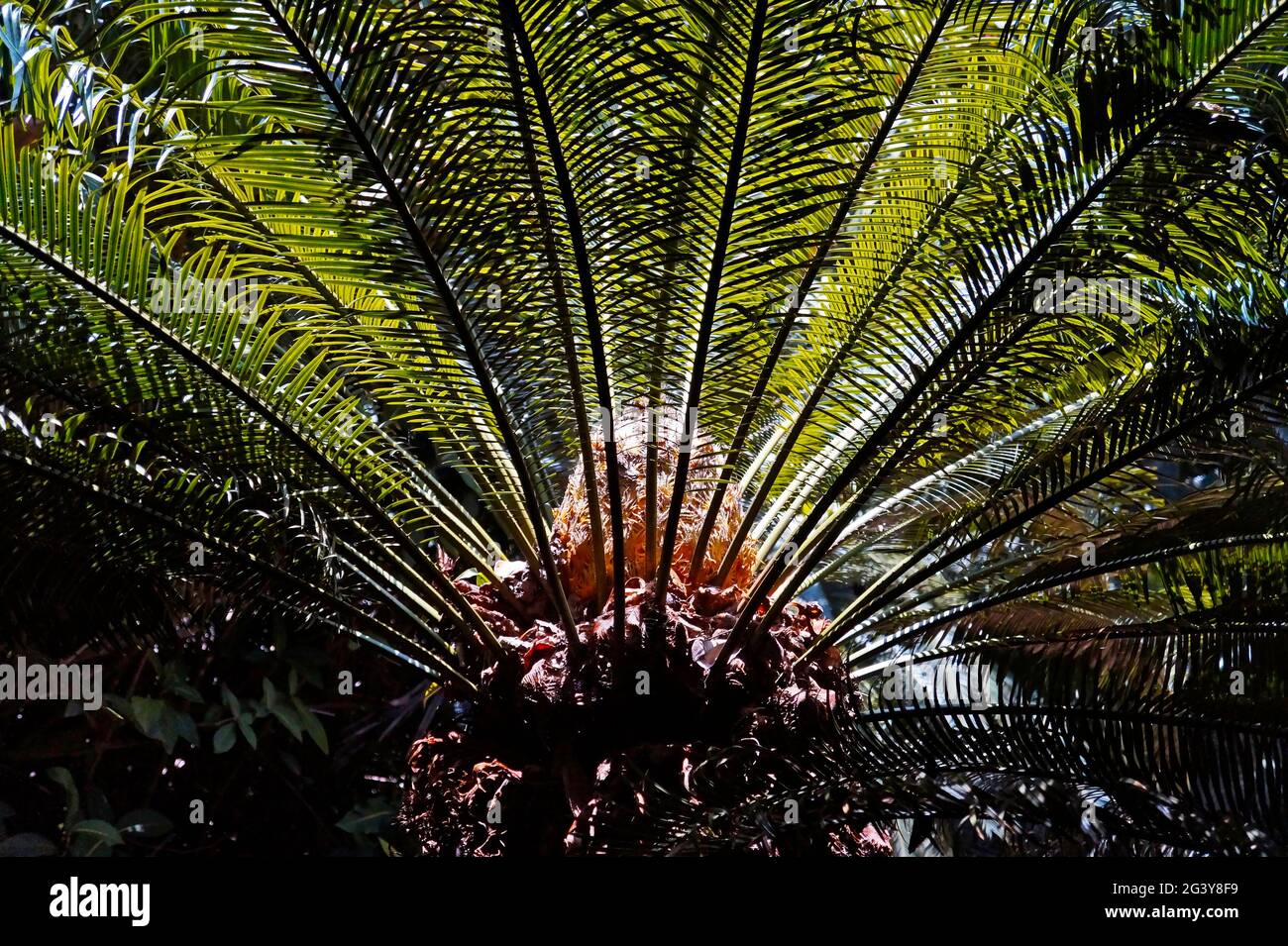 Sago palm cycas revoluta hi-res stock photography and images - Alamy