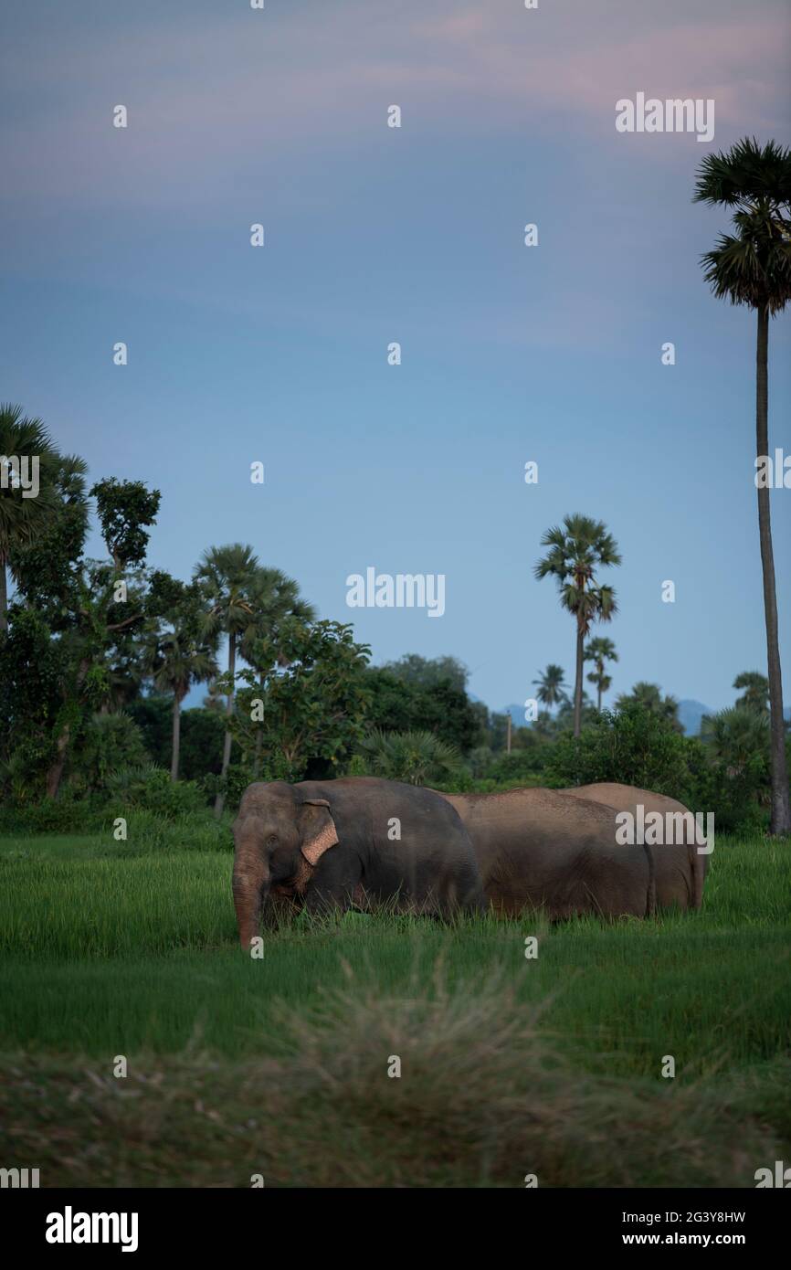 Wild elephants in beautiful background Stock Photo - Alamy
