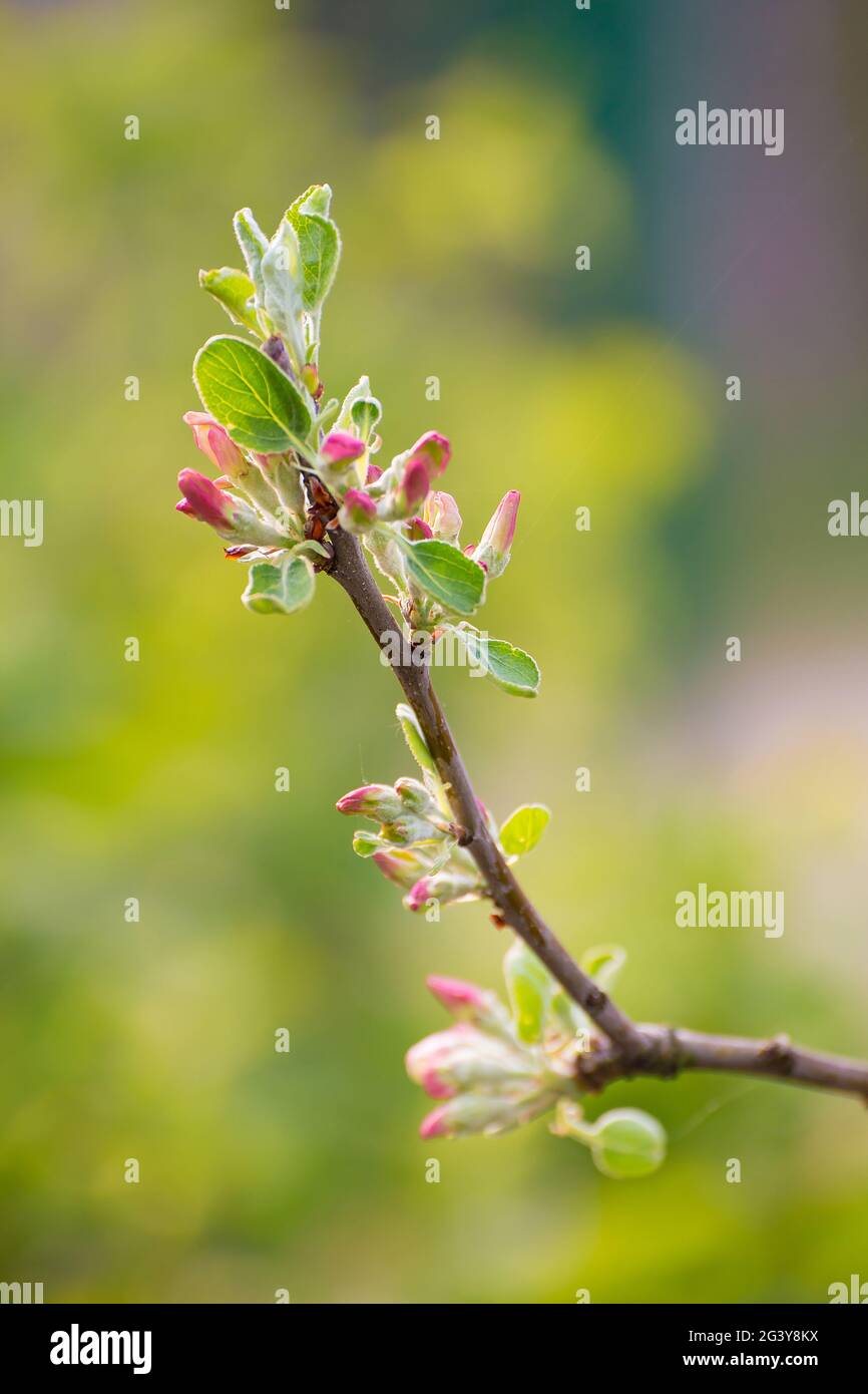 Pink blossoming buds of apple-tree flowers with green leaves. There is ...