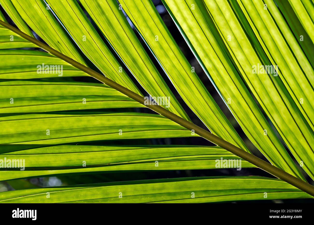 Palm tree leaf detail on tropical rainforest Stock Photo - Alamy