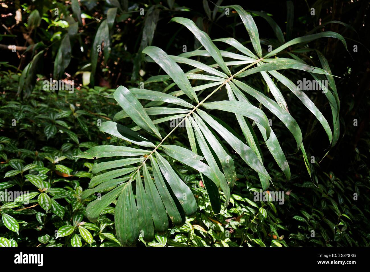 Lush vegetation on tropical hi-res stock photography and images - Alamy