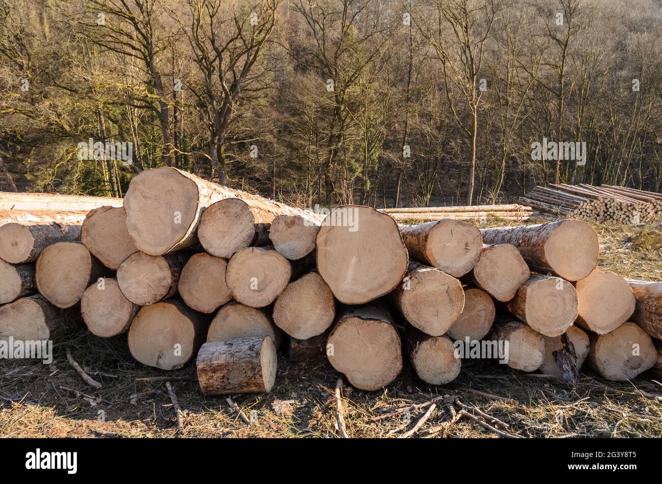 Stack of numbered felled trees at a lumberyard or logging site, log ...