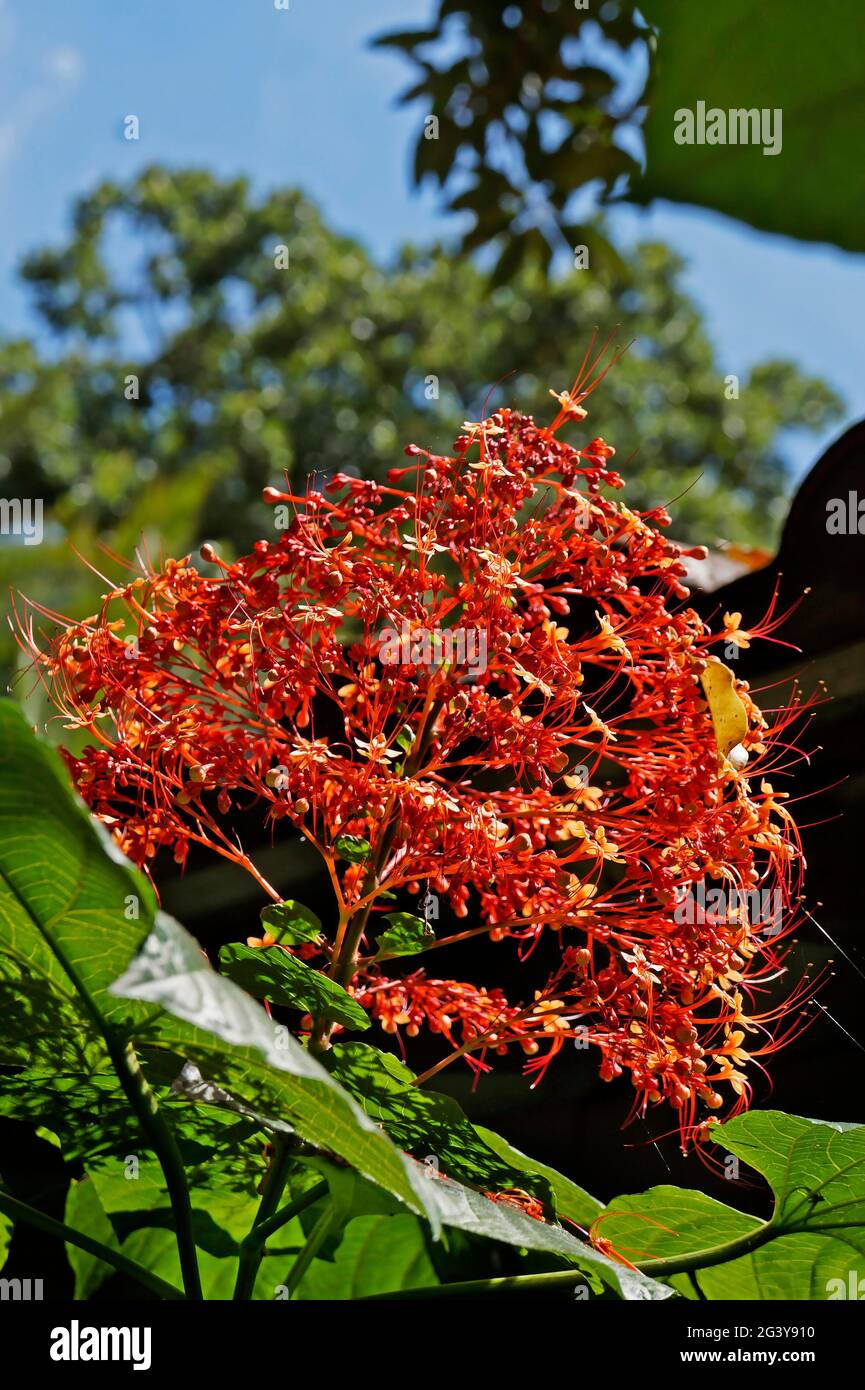 Red flowers in tropical garden hi-res stock photography and images - Alamy