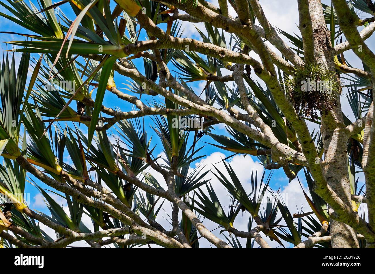 Pandanus screw pine leaves leaf hi-res stock photography and images - Alamy
