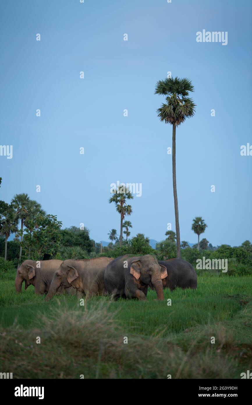 Wild elephants in beautiful background Stock Photo - Alamy