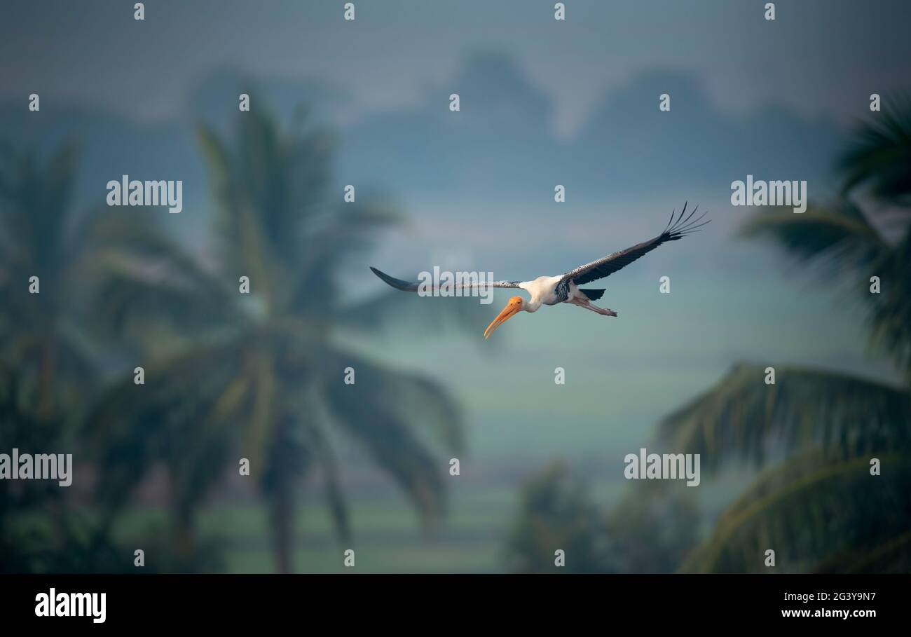 painted stork in flight Stock Photo - Alamy