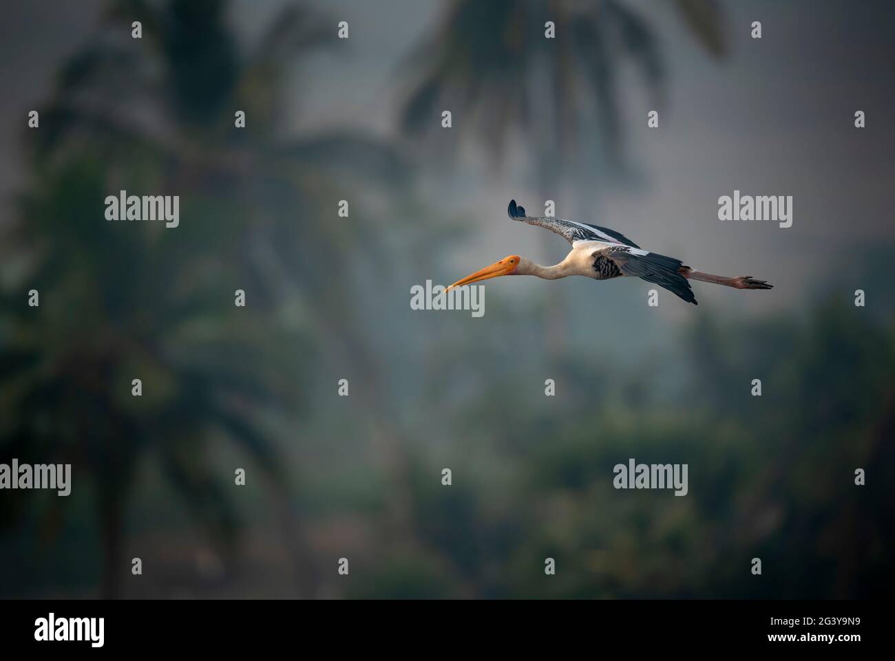 painted stork in flight Stock Photo - Alamy