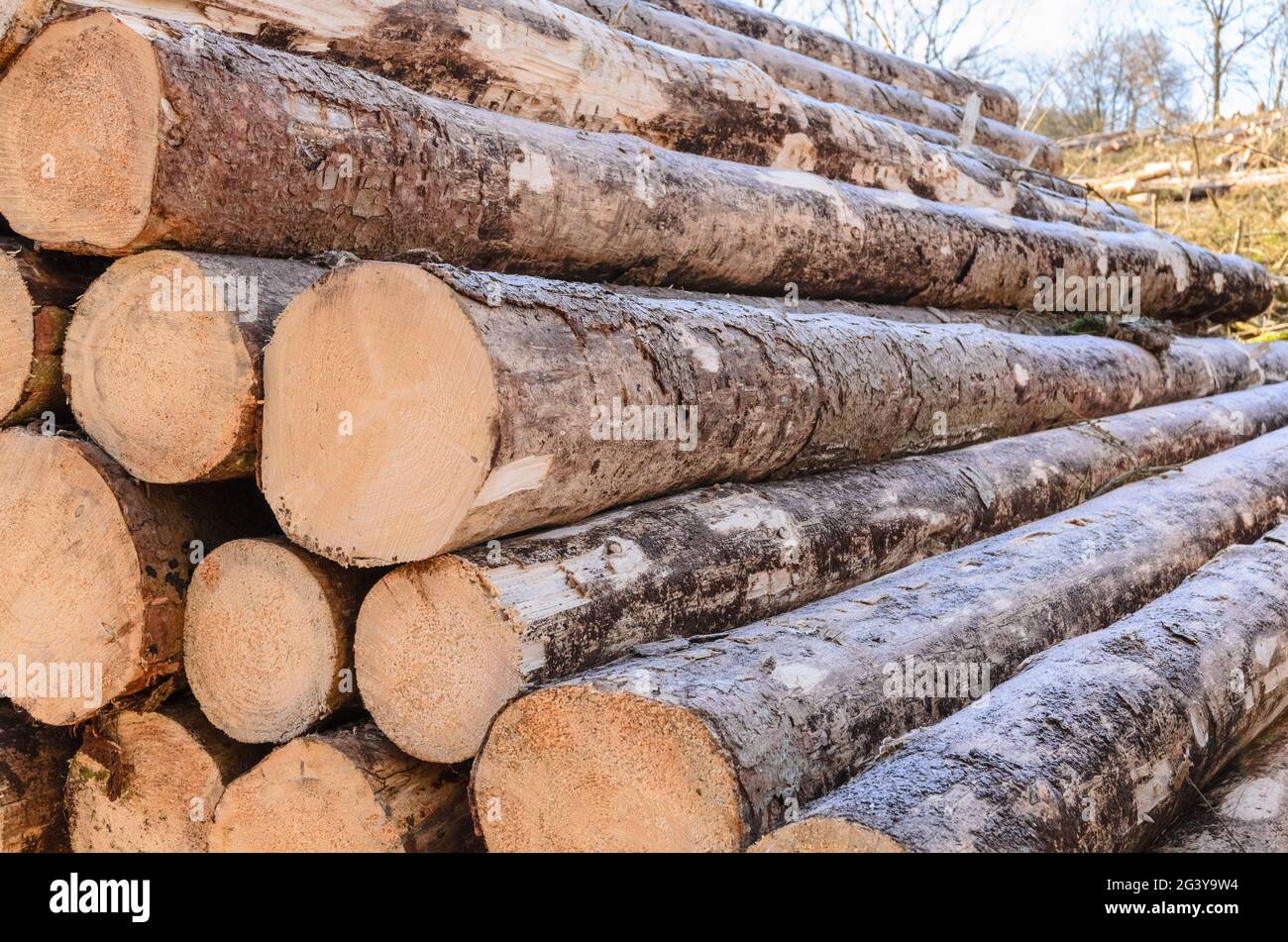 Stack of numbered felled trees at a lumberyard or logging site, log ...